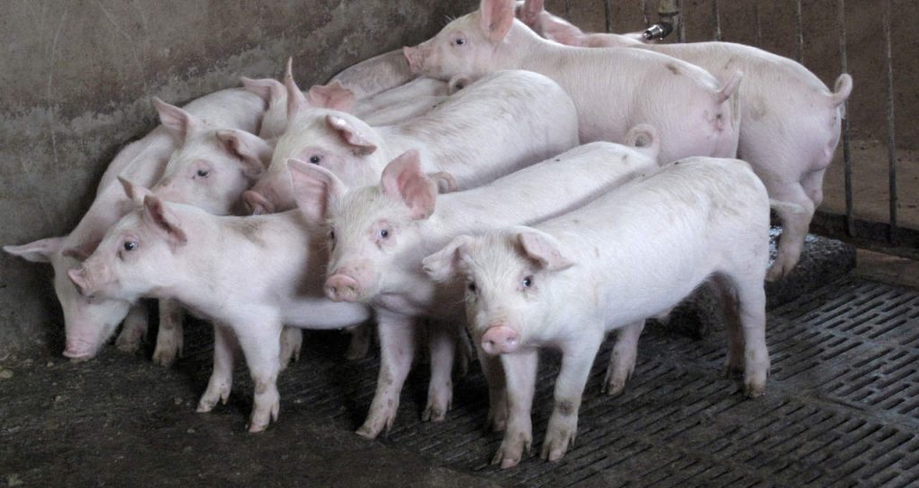 Boehringer anuncia novo head de Saúde Animal no Brasil; vê potencial em pets e suínos – Money Times