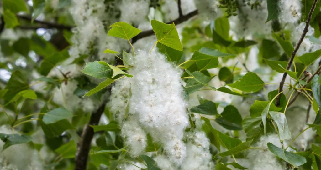 StoneX expande negócios de trading de algodão com aquisição de CDI ...